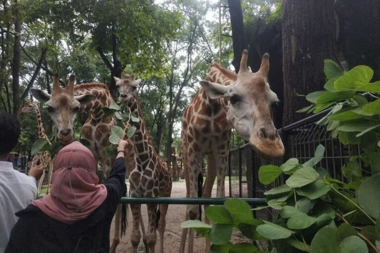 Ragunan Gratiskan Tiket Masuk Saat HUT ke-499 Jakarta – GARUDA TV